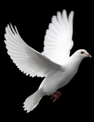 Lisa Ann Parish - 2024 - Elite Life Celebrations by Barnes & Co.