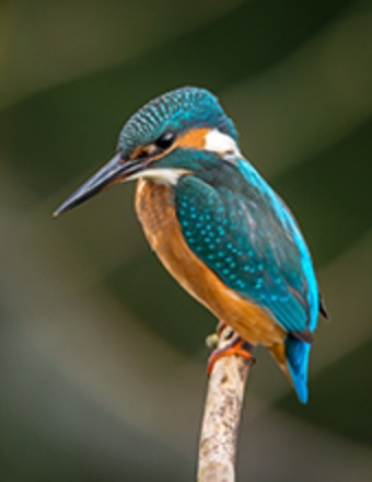 Congo Funeral Home | Wilmington, DE Funeral Home & Cremation