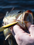 Scott Spencer Belcher - 2024 - Blackburn-Curry Funeral and Cremation