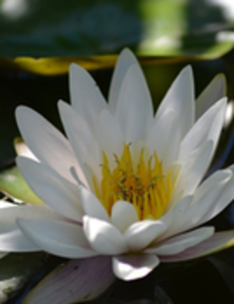 Kathy Lynne Copper Obituary - 2024 - Kelly L. Corridoni Funeral Home