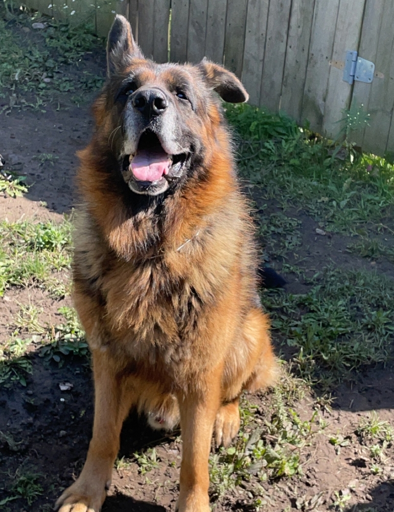 Rocky Reyes - 2024 - FREE Pet Cremation