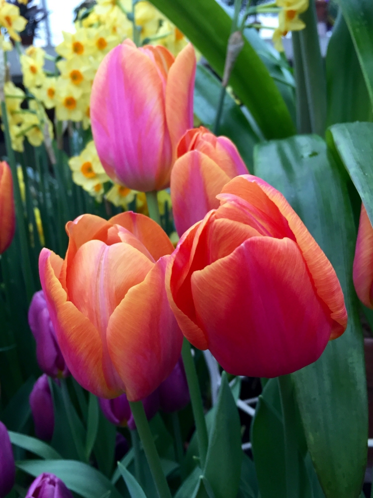 Marguerite Victoria "Peggy" Knight - 2016 - Eagle Funeral Homes