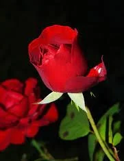 Hazel Geraldine Roberson - 2022 - Piedmont Cremation and Funeral Service