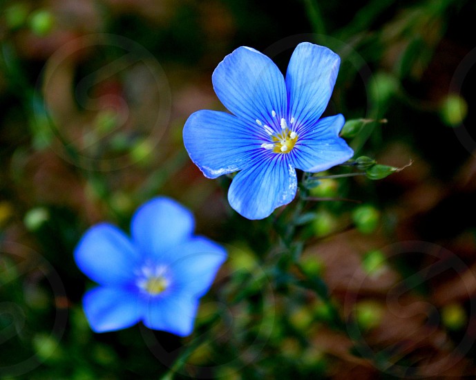 Merle Melton - 2024 - Shuler Funeral Home