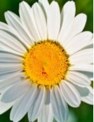 Alice Pugh - 2024 - Cottle Funeral Home