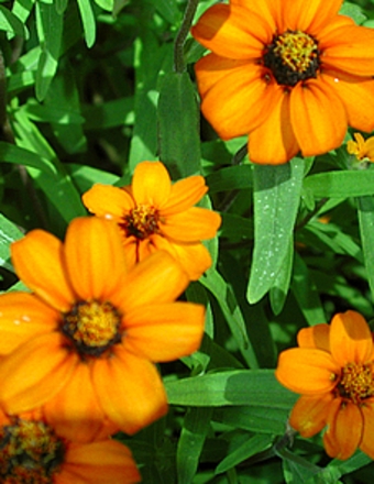 A Better Cremation | Central Virginia cremation