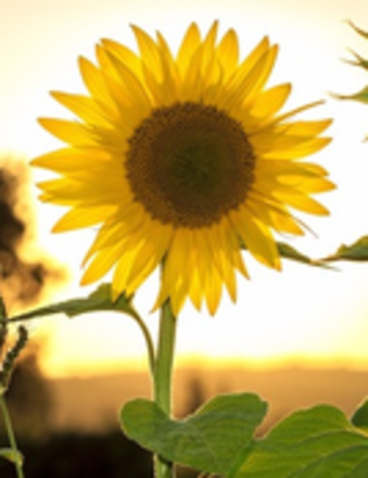 Frances Ann Hamilton Obituary - 2024 - Kelly L. Corridoni Funeral Home