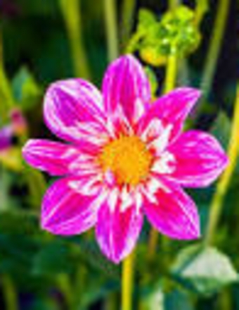 Natasha Schultz-Severin Obituary - 2024 - All Valley Cremation