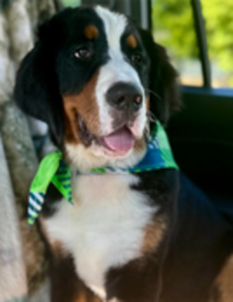 Roman Scudder-Mullins Obituary - 2024 - Liming Family Funeral Home