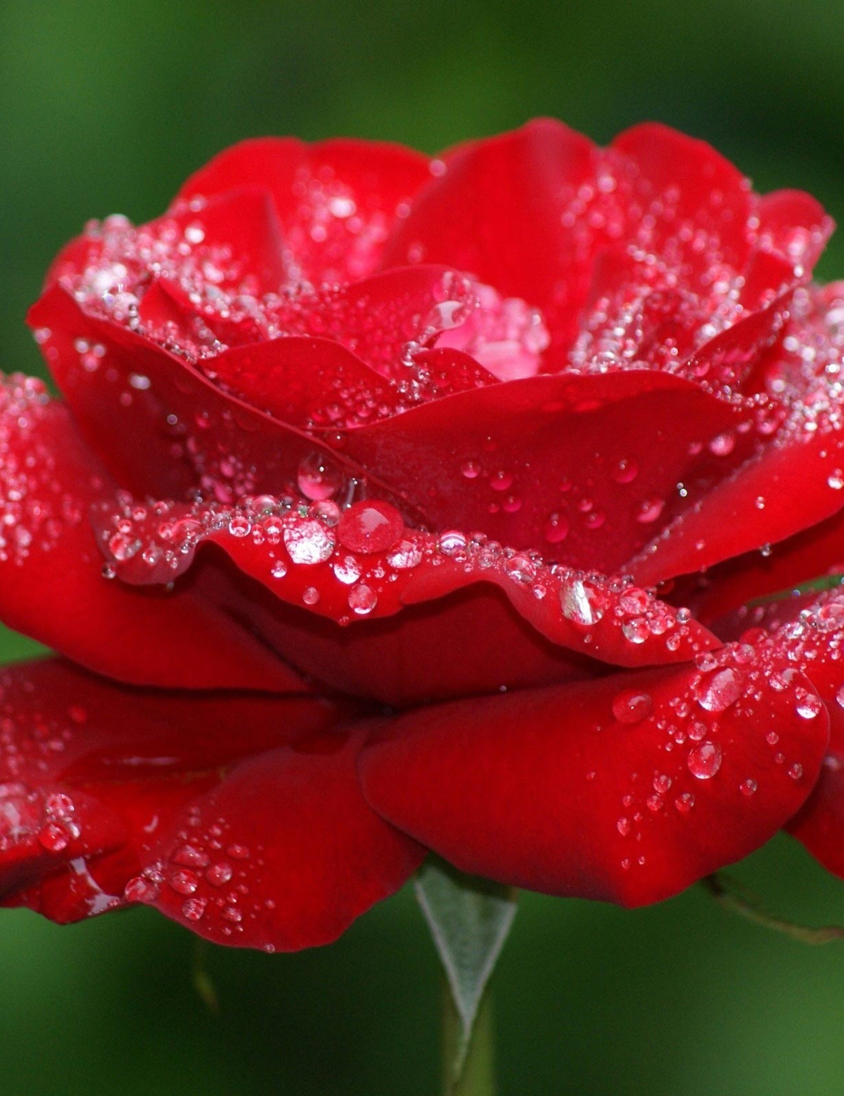 Roxanne Renee Burns - 2019 - Brewer and Sons Funeral