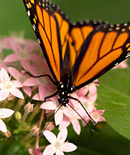 Elva Inez Fincher - 2015 - Alvis Miller Funeral Home