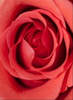 Theresa Ann Rayburn - 2019 - Mortimer Funeral Home