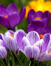 Judy Noble Obituary - 2016 - Faith Chapel Funeral Homes