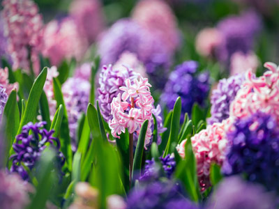 Laughlin Service Funeral Home | Huntsville, AL