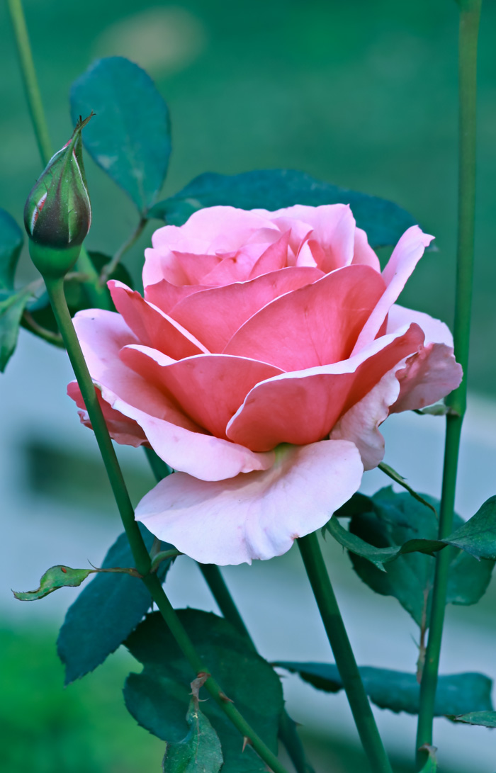 Kester Family Funeral Service | Stilwell, OK Funeral Home...