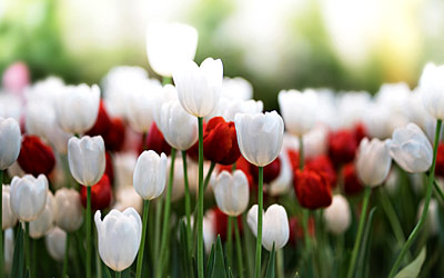Affinity Funeral Home | Drayton Valley & Whitecourt, AB