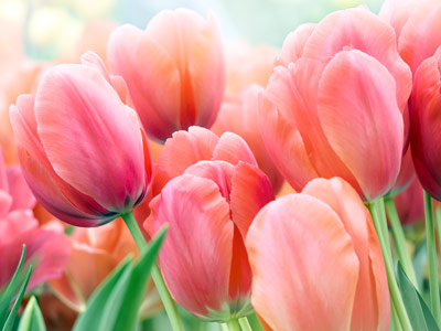 Kalmer Memorial Services | Funeral Home in Lebanon, IL