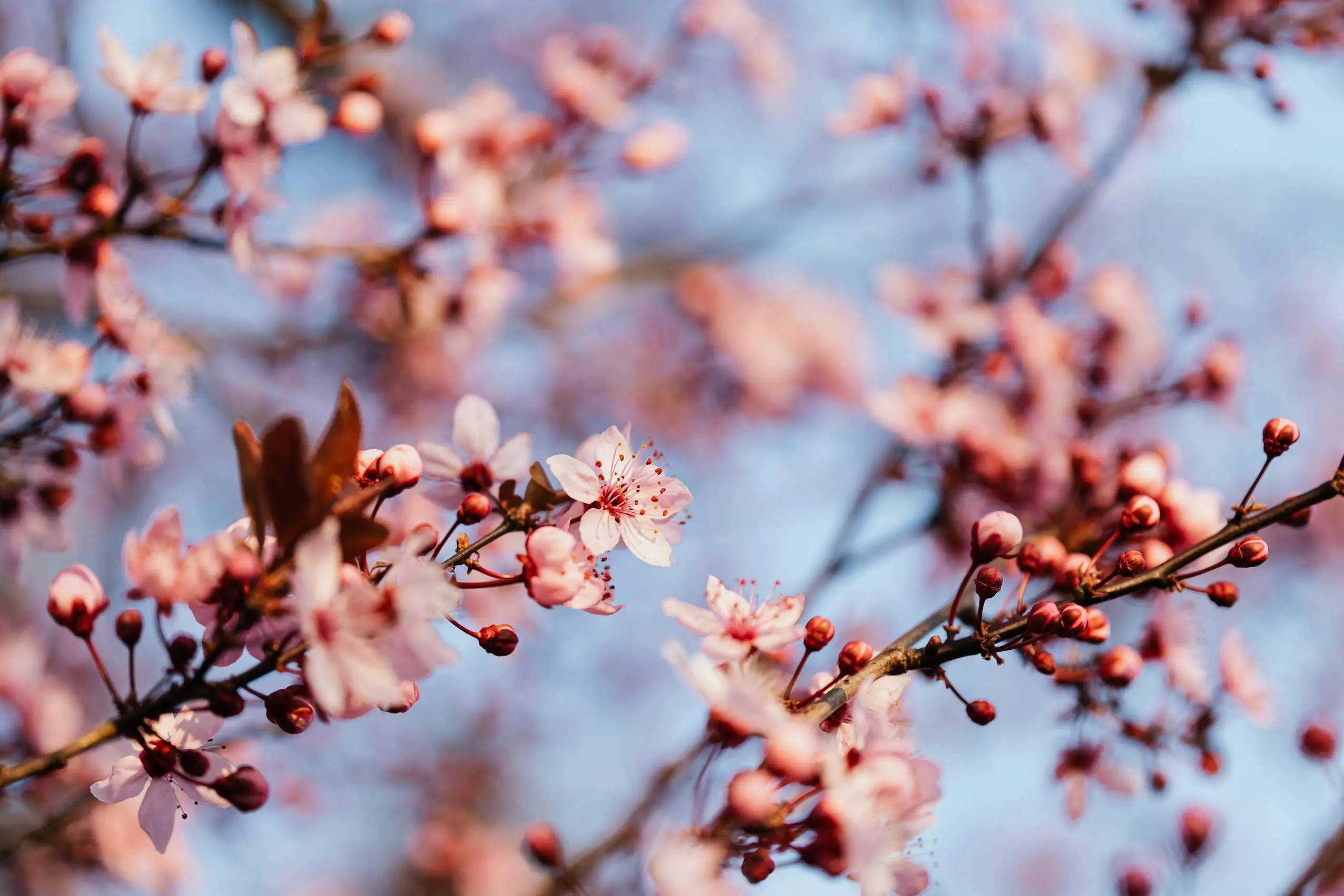 Foster Funeral Home | Toronto, OH Funeral Home & Cremation
