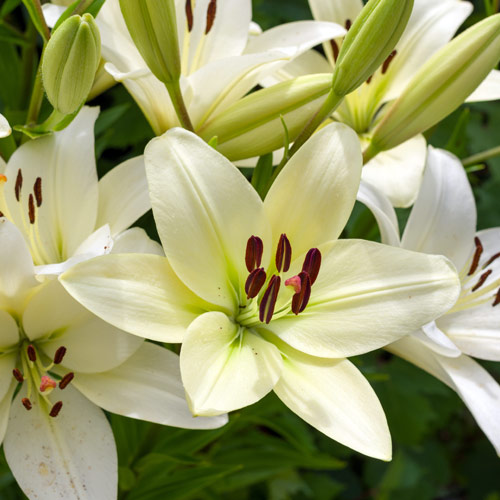 The Major Funeral Home & Chapel | Arlington, Fort Worth & Grand Prairie ...